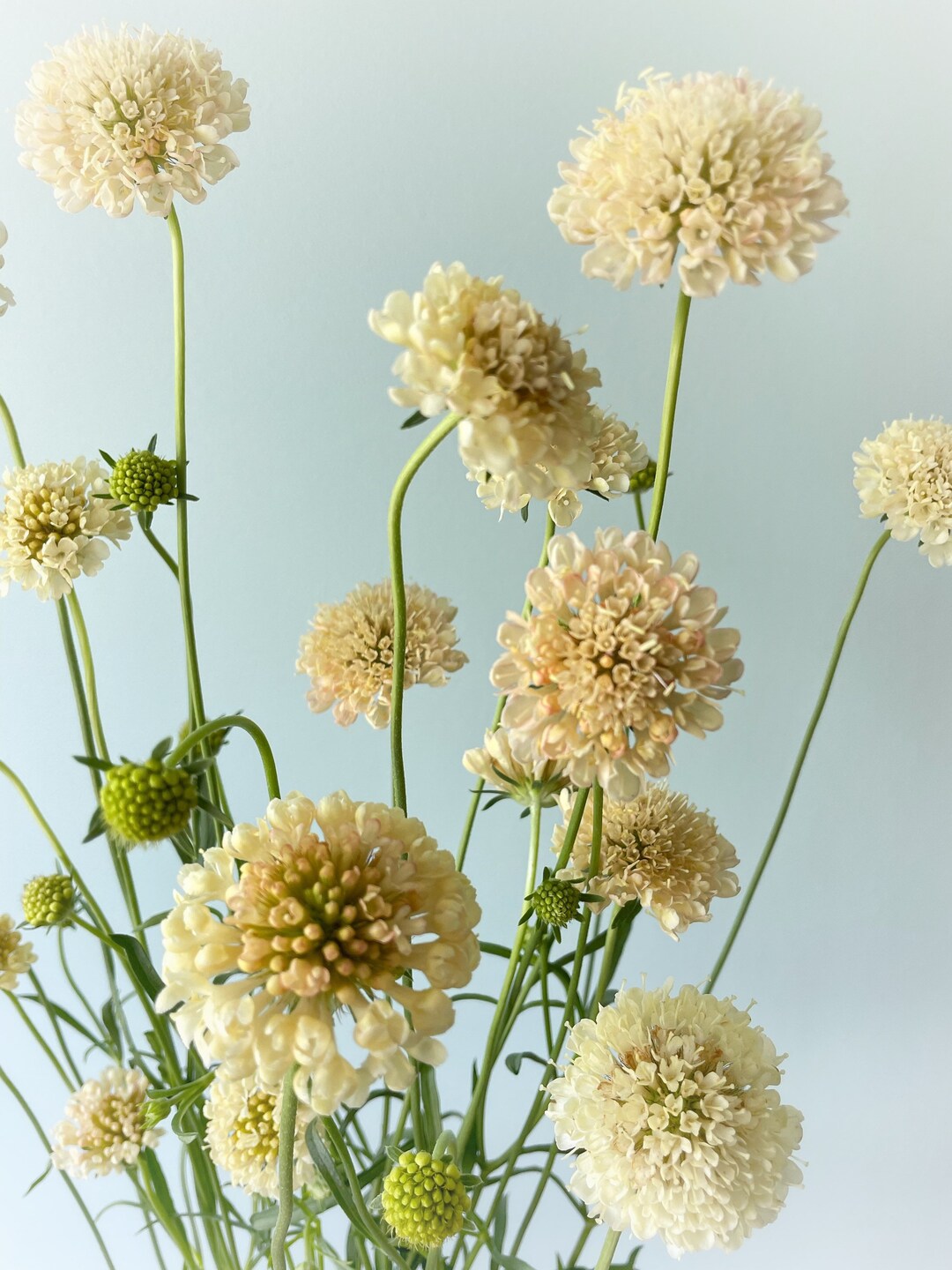 Fata Morgana Scabiosa Seed Pincushion Flower Seeds Yellow Blush Peach ...