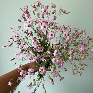 Pink Beauty Saponaria - Cut Flower Farm Garden - 20 Plus Seeds ...