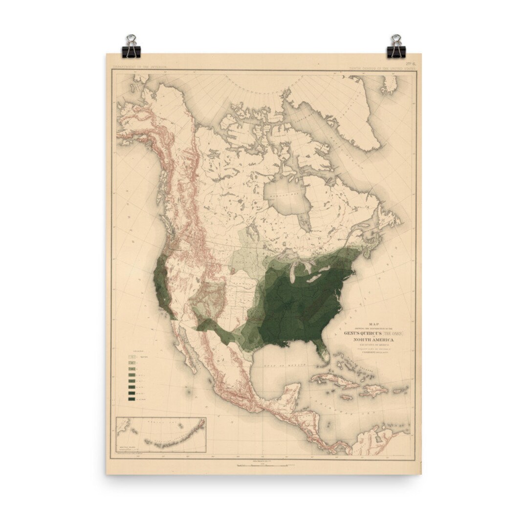Oak Trees in the United States Map (1884) Old US Forest Atlas Poster - Etsy