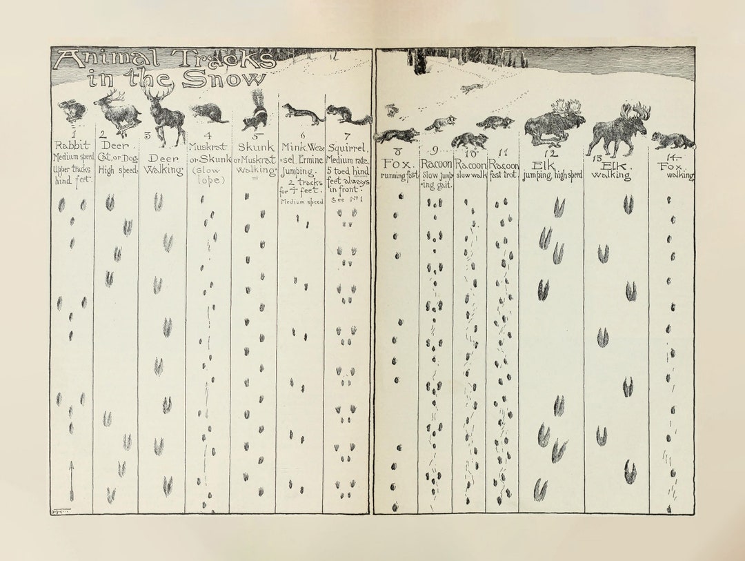 Old Animal Tracks in the Snow Diagram (1912) Digital Image Download - Etsy
