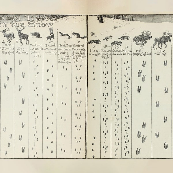 Animal Tracks - Etsy