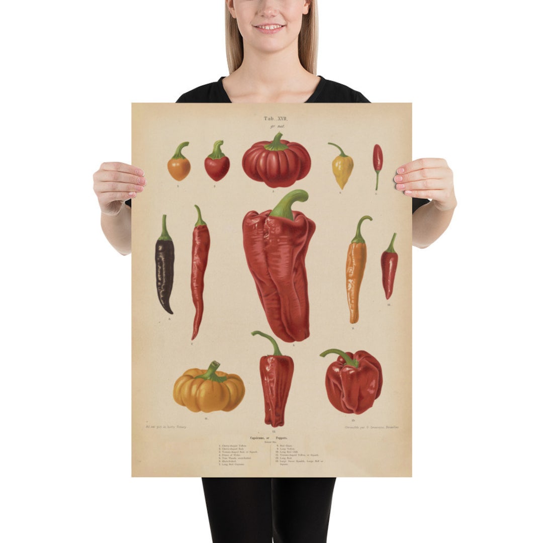 Old Chili Pepper Species Diagram (1876) Vintage Spicy Capsicum Chile ...
