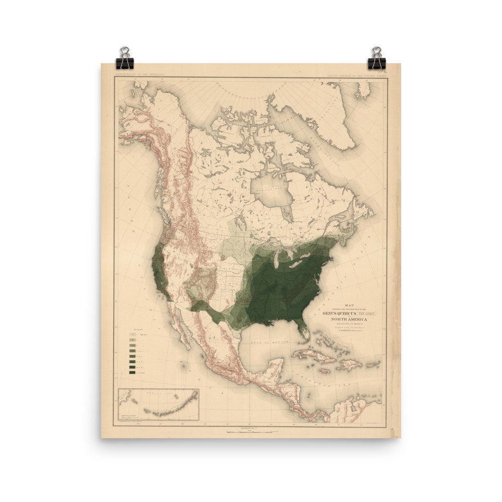 Oak Trees in the United States Map (1884) Old US Forest Atlas Poster - Etsy