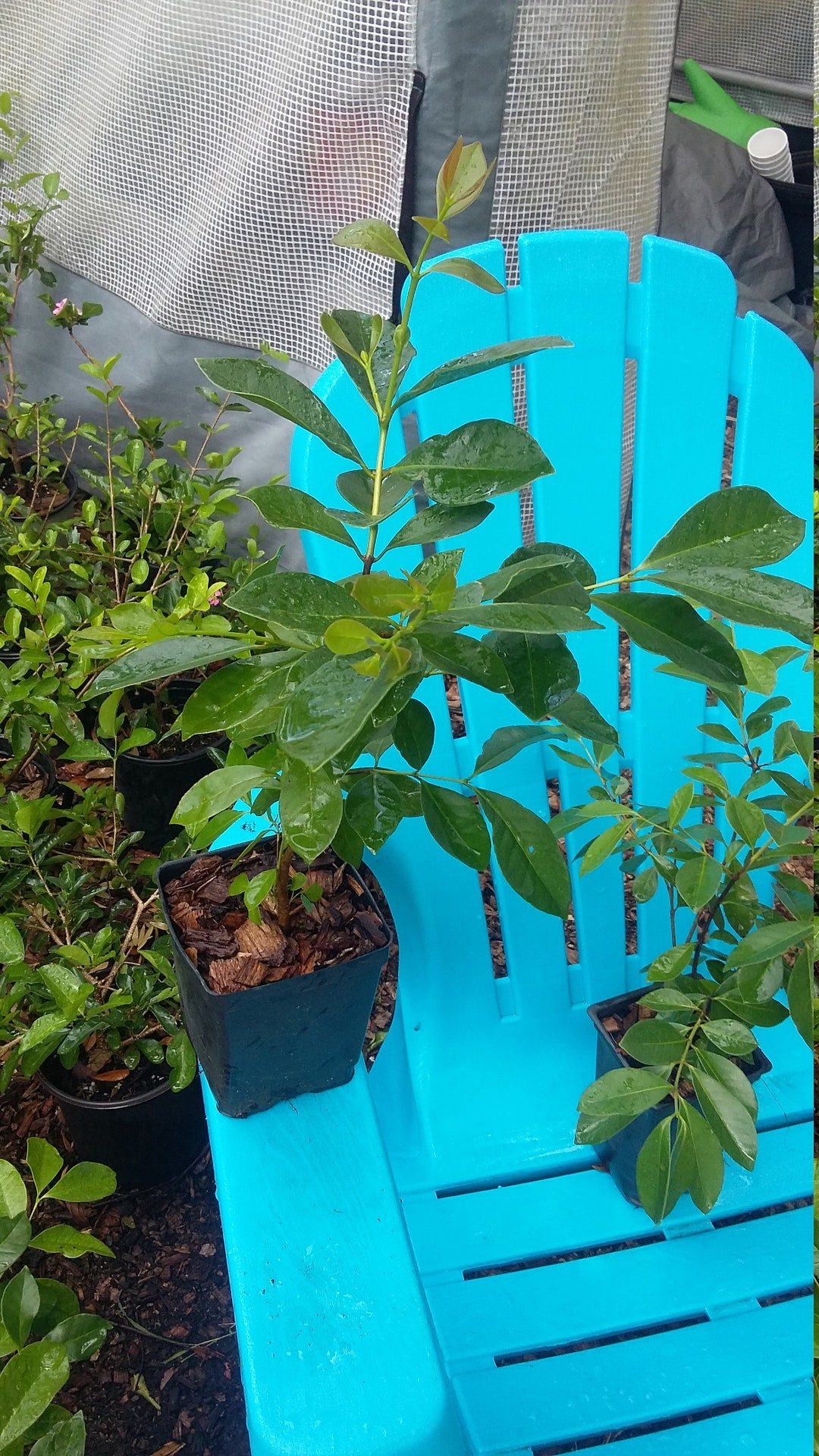 Strawberry - Cattley Guava Fruit Tree 4.5 Inch Pot Size Organically ...