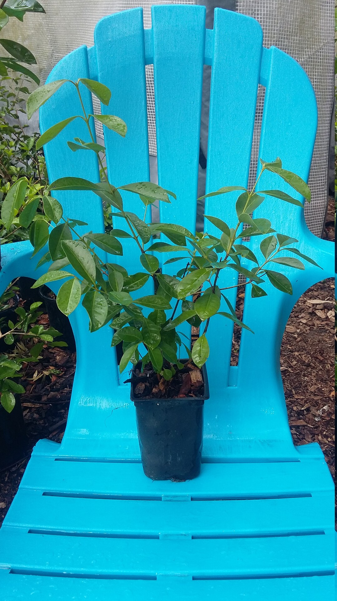Strawberry - Cattley Guava Fruit Tree 4.5 Inch Pot Size Organically ...