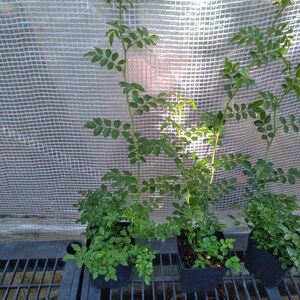 Seven Sisters Rambling Rose 6 Inch Pot Plant Has Had Several Pinches ...
