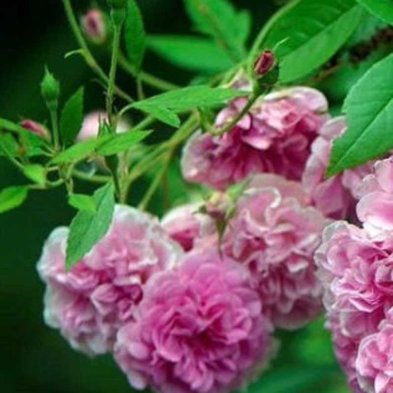 Rose Plants for Sale - Etsy