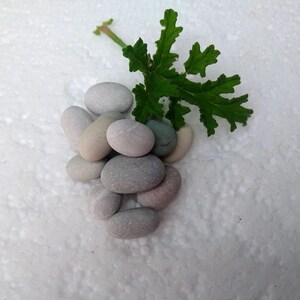 15 Small Olive-shaped Pebbles, Stone Jordan Almonds, Smooth Oval Full ...