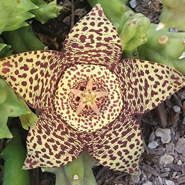 Stinky Starfish - Etsy