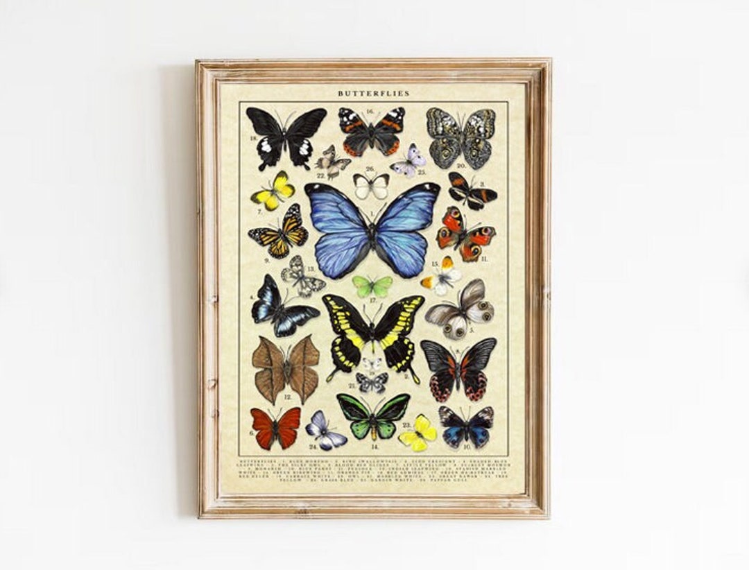Antique Vintage Style Butterfly Chart Poster | Vintage Insect Butterfly ...