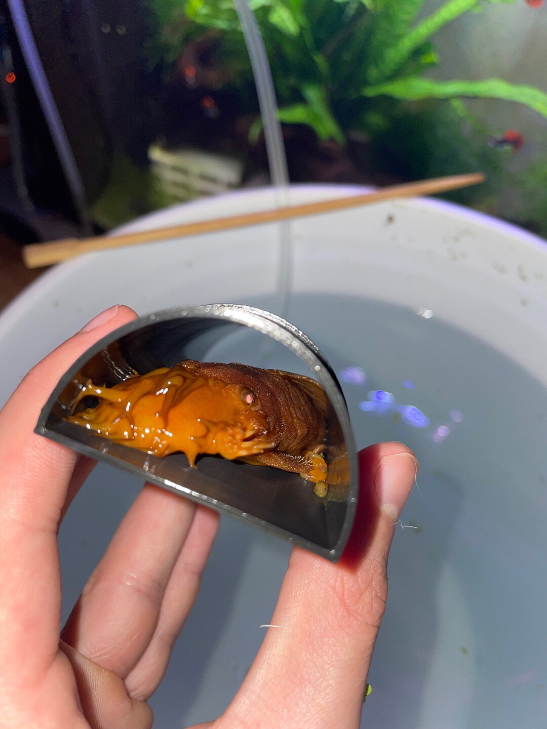 STL Files - Aquarium Pleco and Fish Cave With Removable Back - Etsy