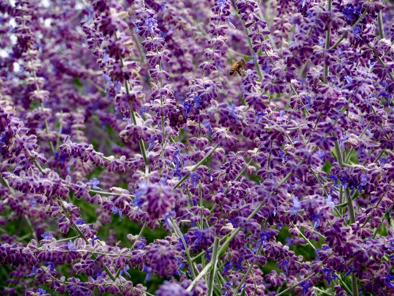 Flower Photography - Purple Russian Sage Plant With Bee - Art Print - Etsy
