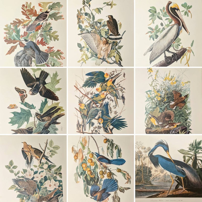 Audubon Prints - Etsy