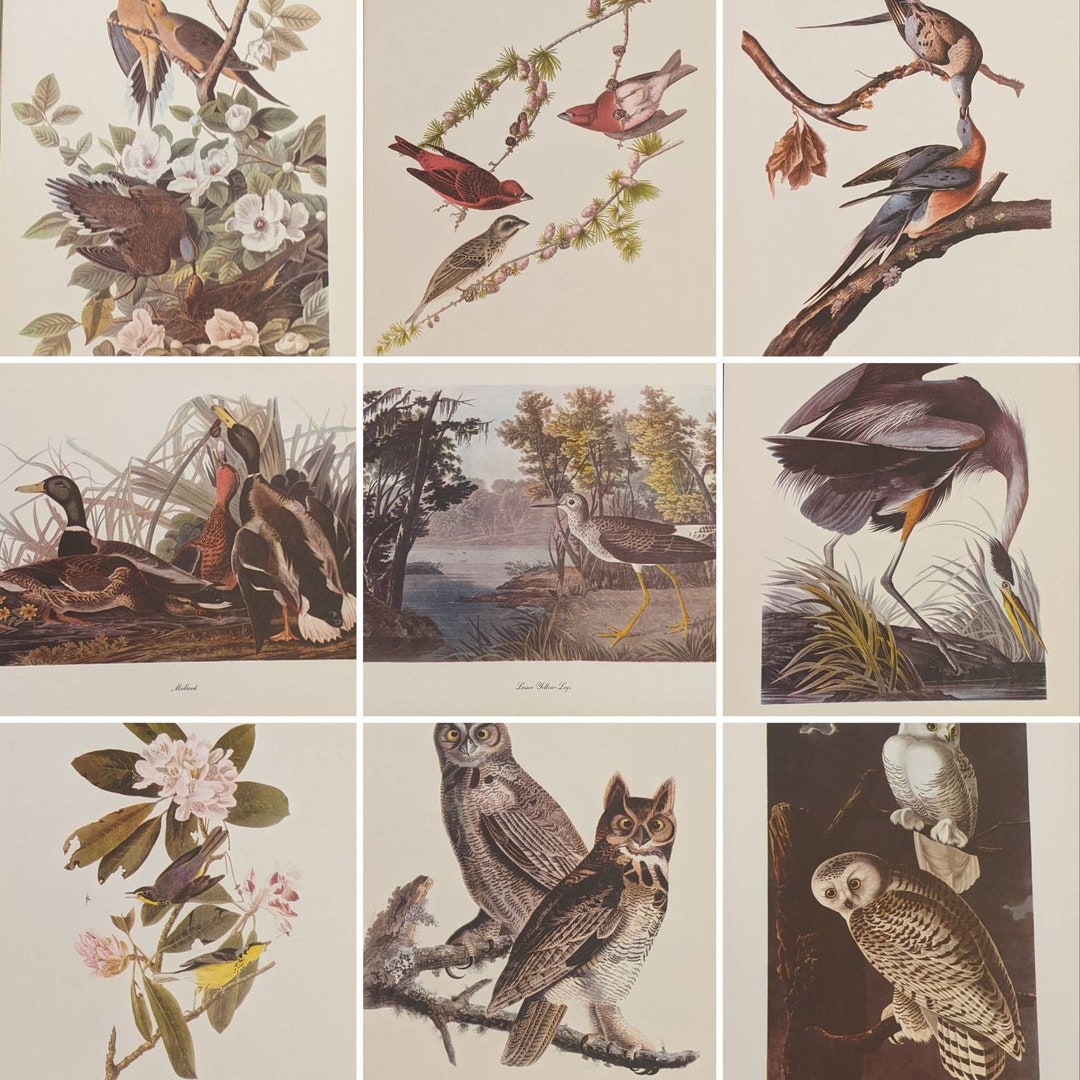 Vtg 1950s John James Audubon Illustration Art Prints, John James ...