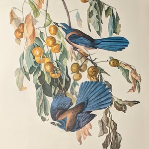 Vtg 1964 John James Audubon Illustration Art Prints, John James Audubon ...