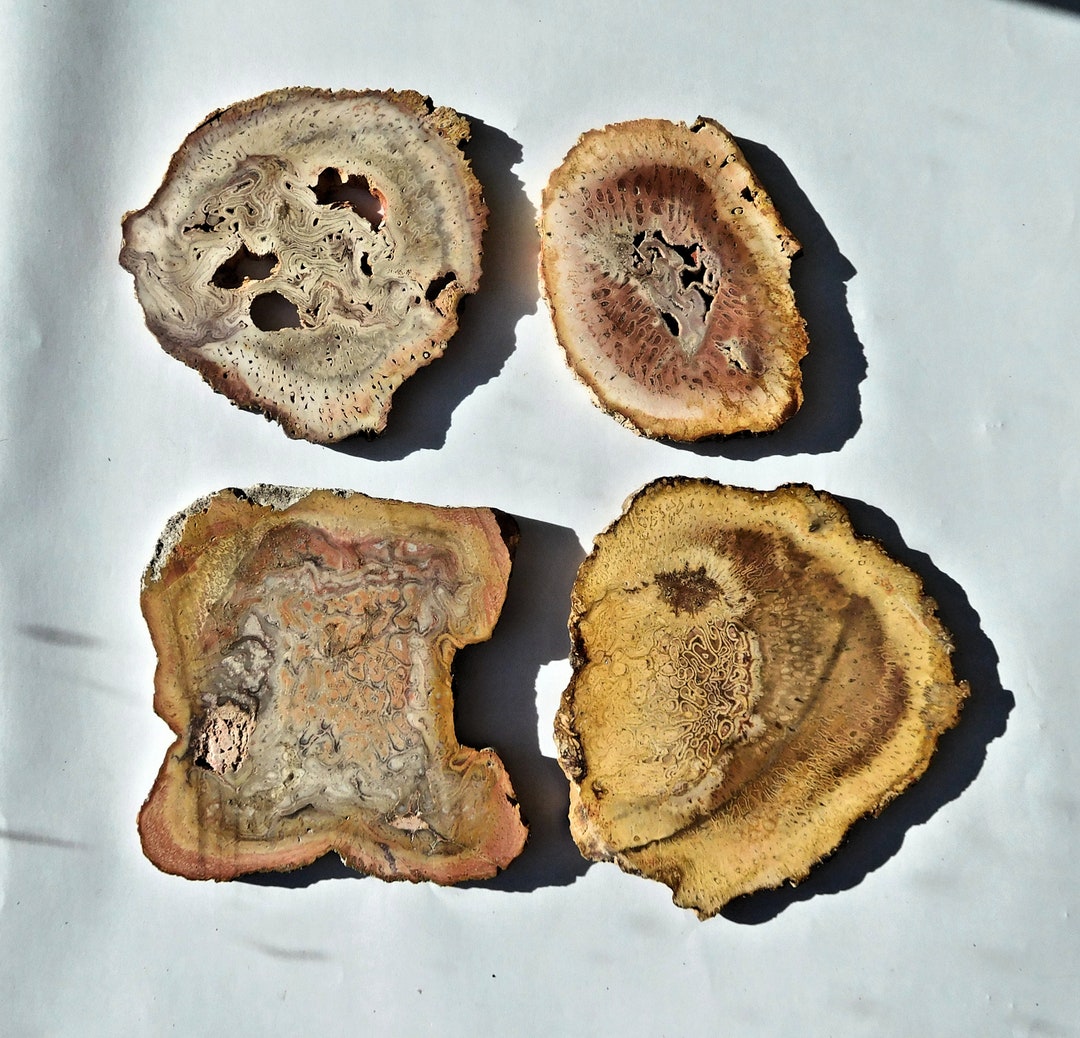 Geode Rock Slices Make for Unique, One of a Kind Coaters. Made From ...