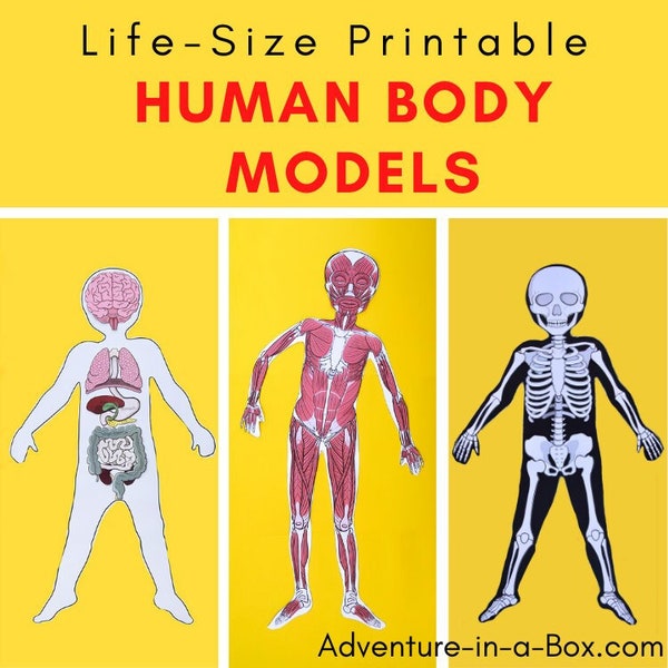 Human Body - Etsy