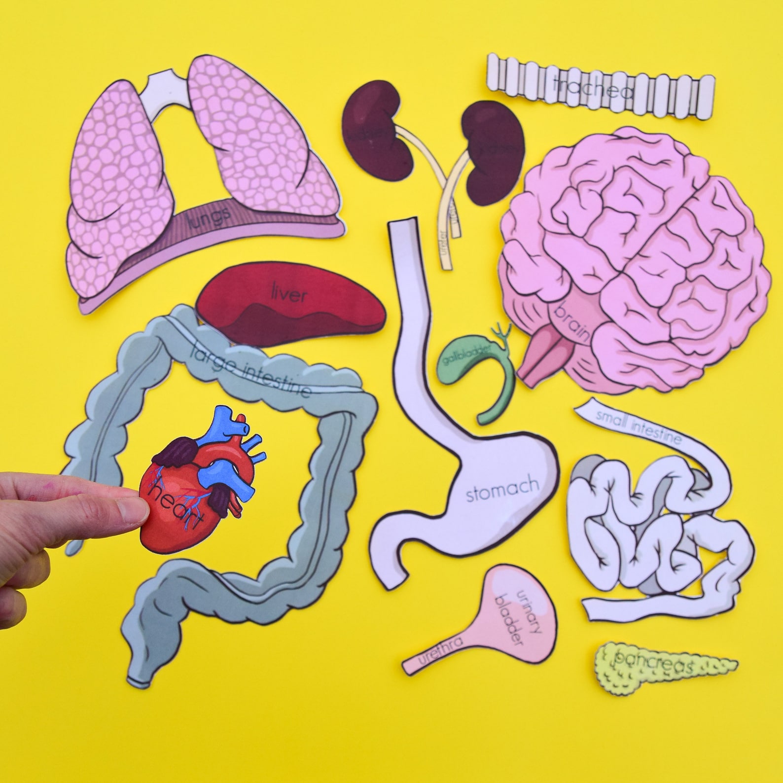 Printable Human Body Template - Etsy