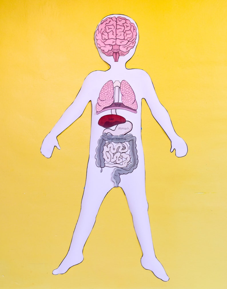 Life-Size Human Body Anatomy Paper Models: 6 Body Systems | Etsy