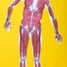 Printable Human Body Template - Etsy