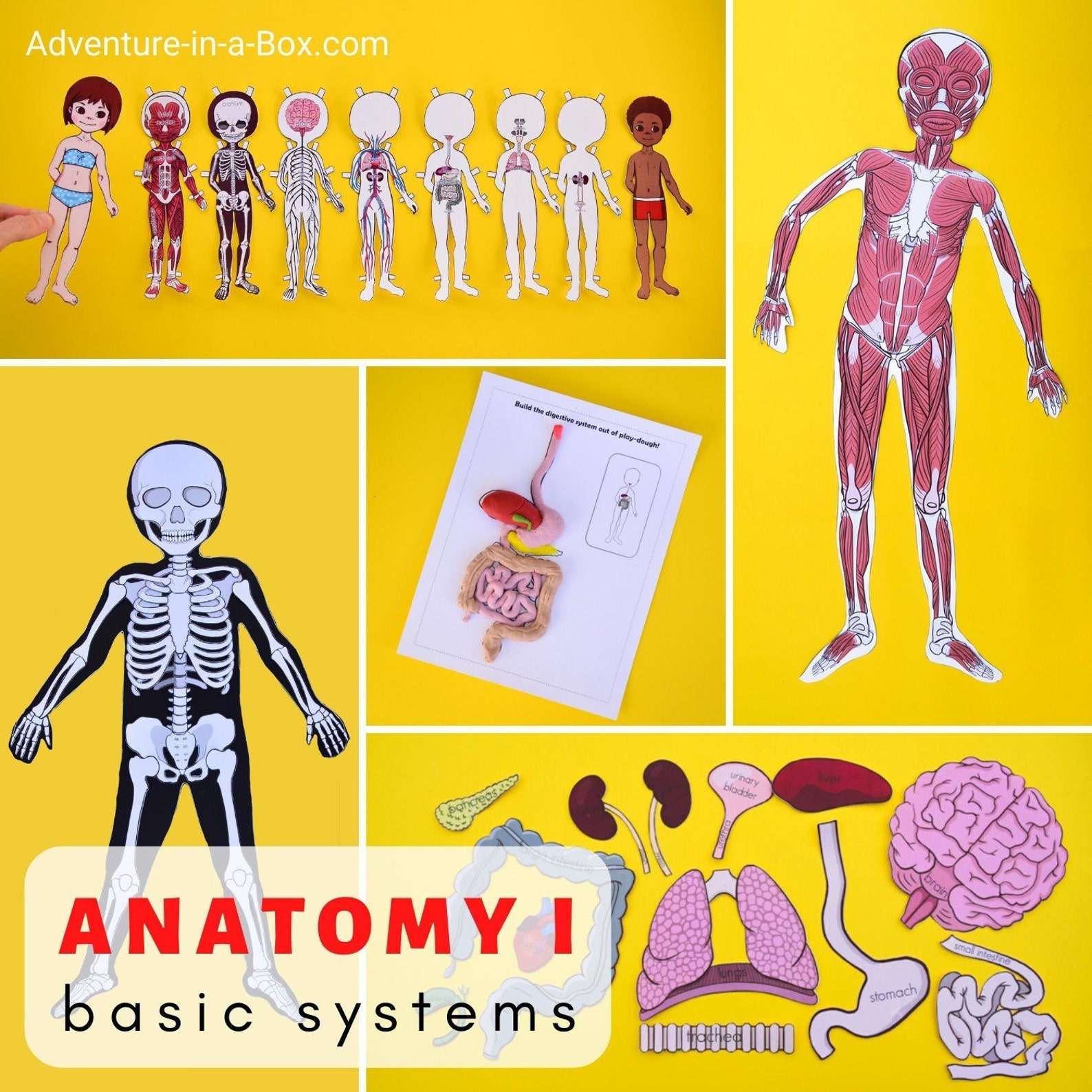 Human Body Unit Study I - Etsy