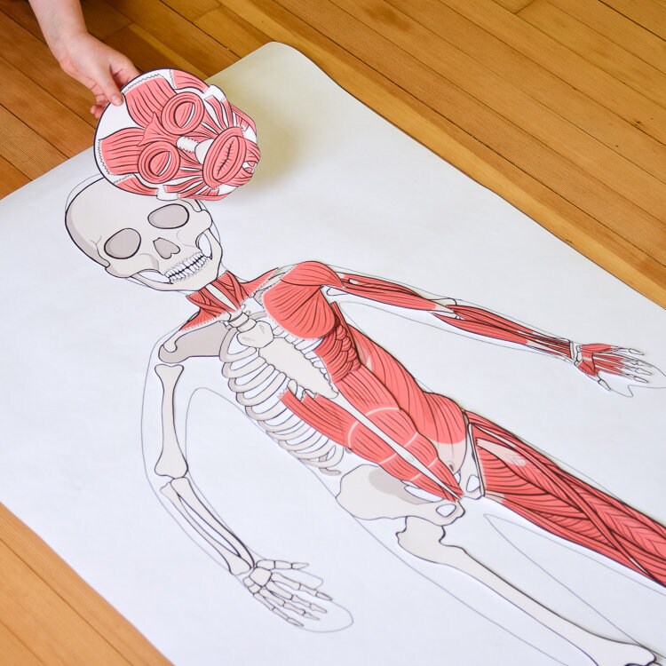 Printable Human Body Template - Etsy