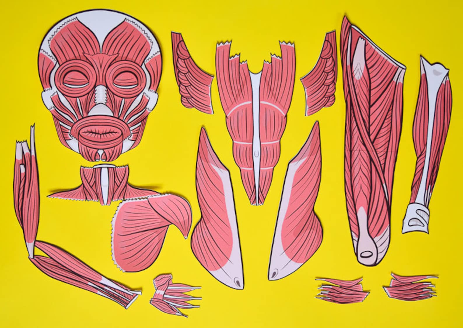 Printable Human Body Template - Etsy