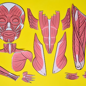 Printable Human Body Template - Etsy