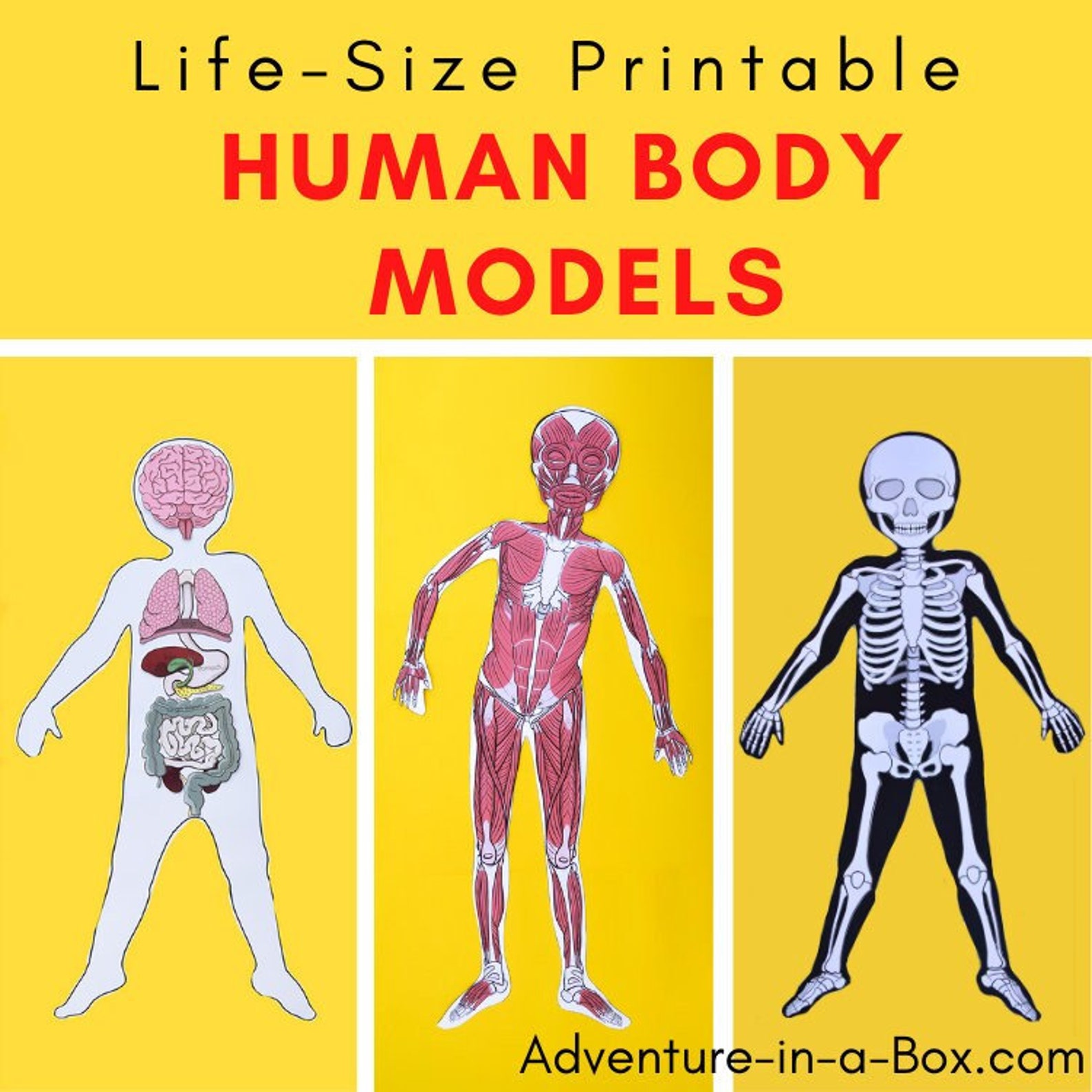 Printable Human Body Template - Etsy