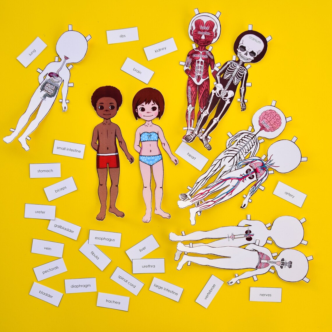 Printable Anatomy Paper Dolls - Etsy