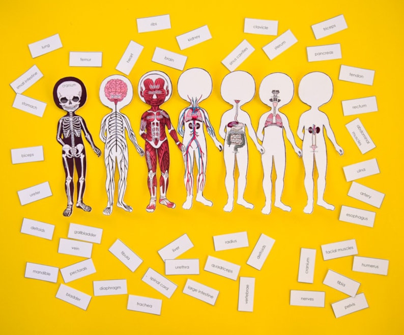 Printable Anatomy Paper Dolls - Etsy