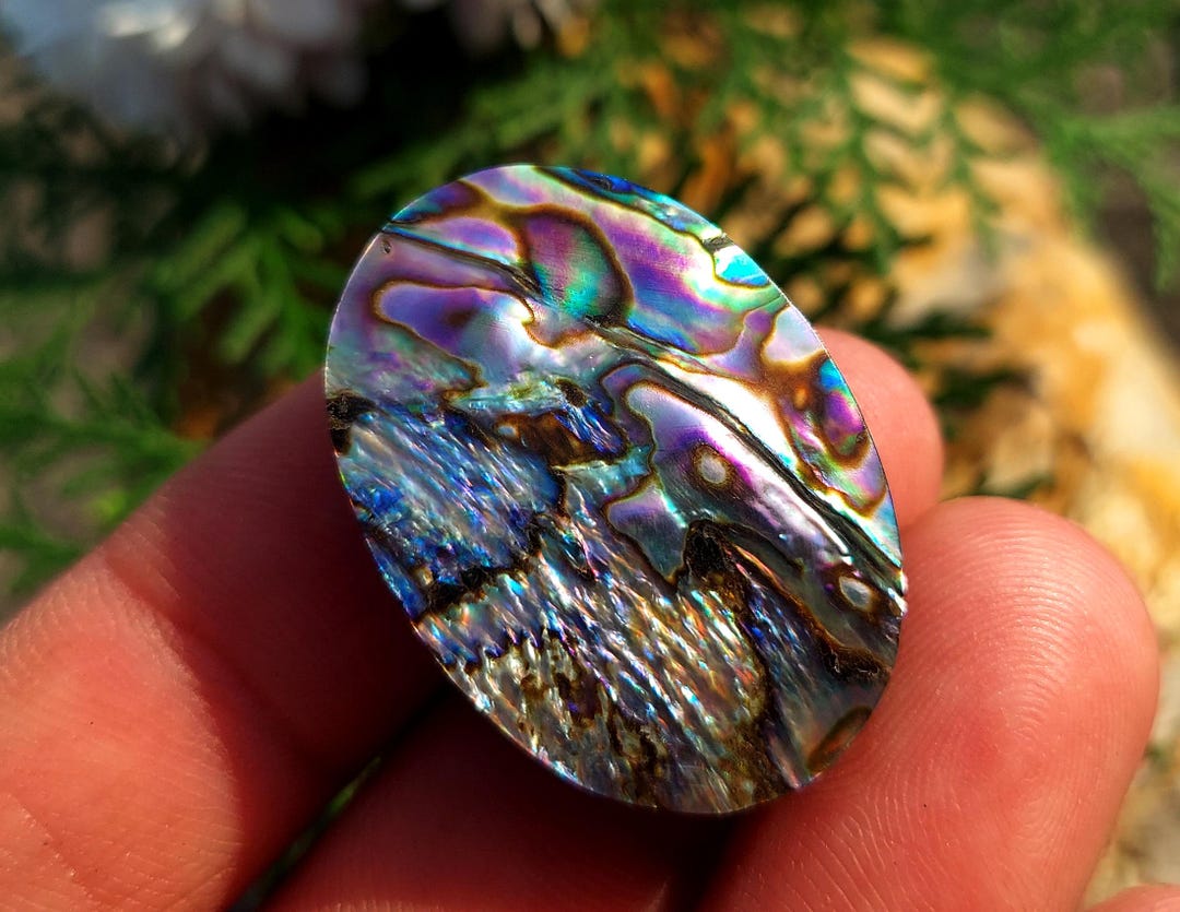 Abalone Shell, Natural Iridescent Flashy Abalone Shell, Mother of Pearl ...