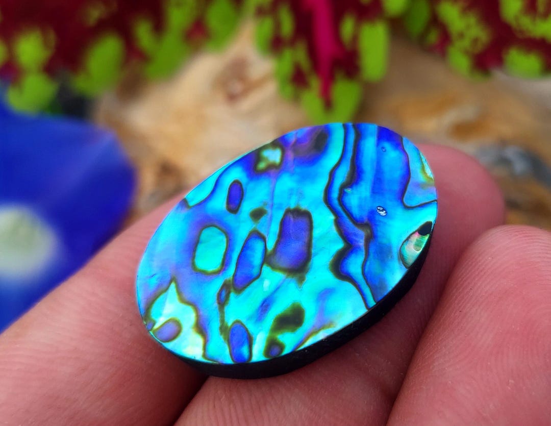 Natural Abalone Shell, Flat Back Abalone Shell, Mother of Pearl ...