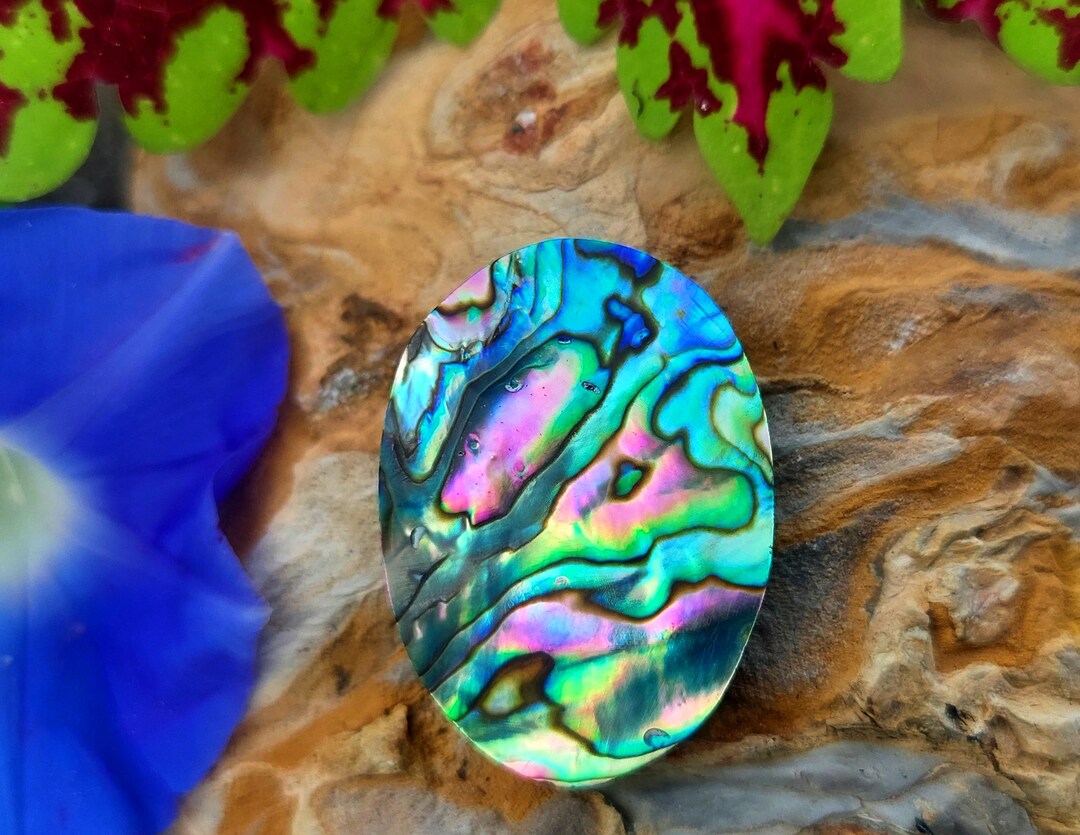 Natural Abalone Shell, Flat Back Abalone Shell, Mother of Pearl ...
