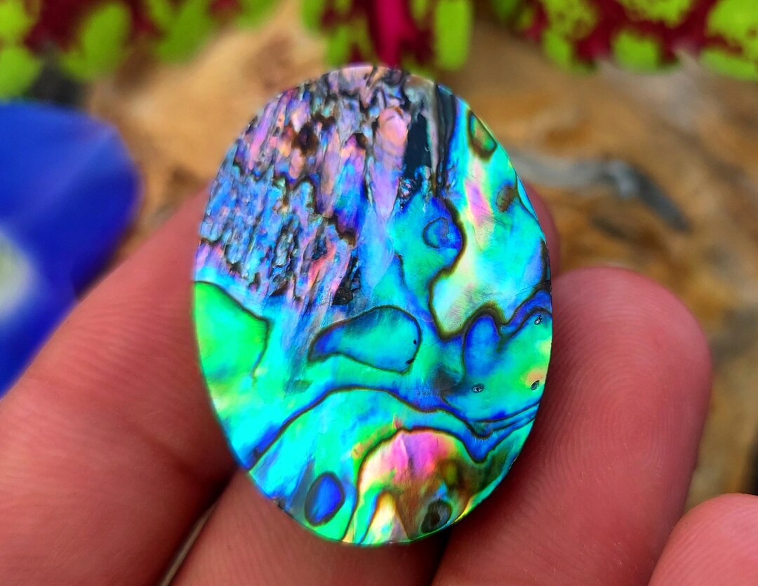 Natural Abalone Shell, Flat Back Abalone Shell, Mother of Pearl ...