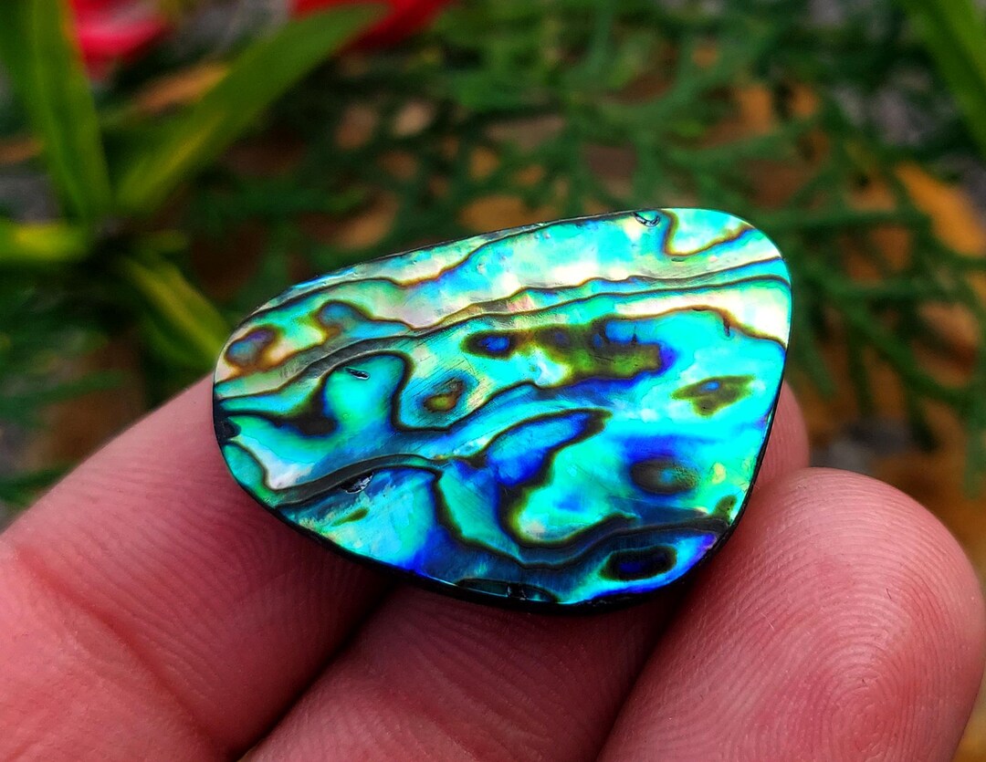 Abalone Shell, Natural Iridescent Flashy Abalone Shell, Mother of Pearl ...