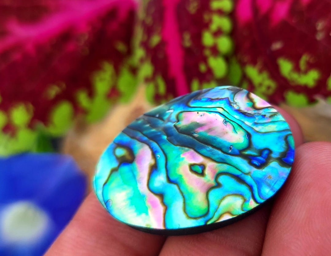 Natural Abalone Shell, Flat Back Abalone Shell, Mother of Pearl ...