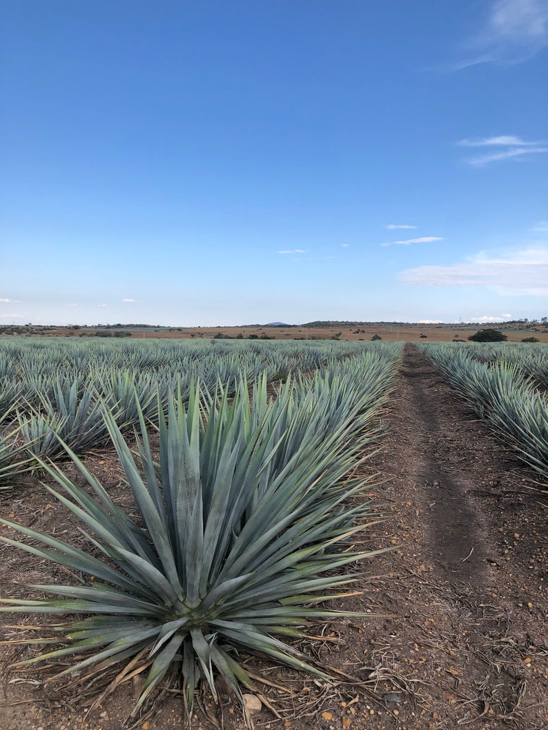 Real Agave Azul Plant Agave Tequilana Imported from Mexico | Etsy