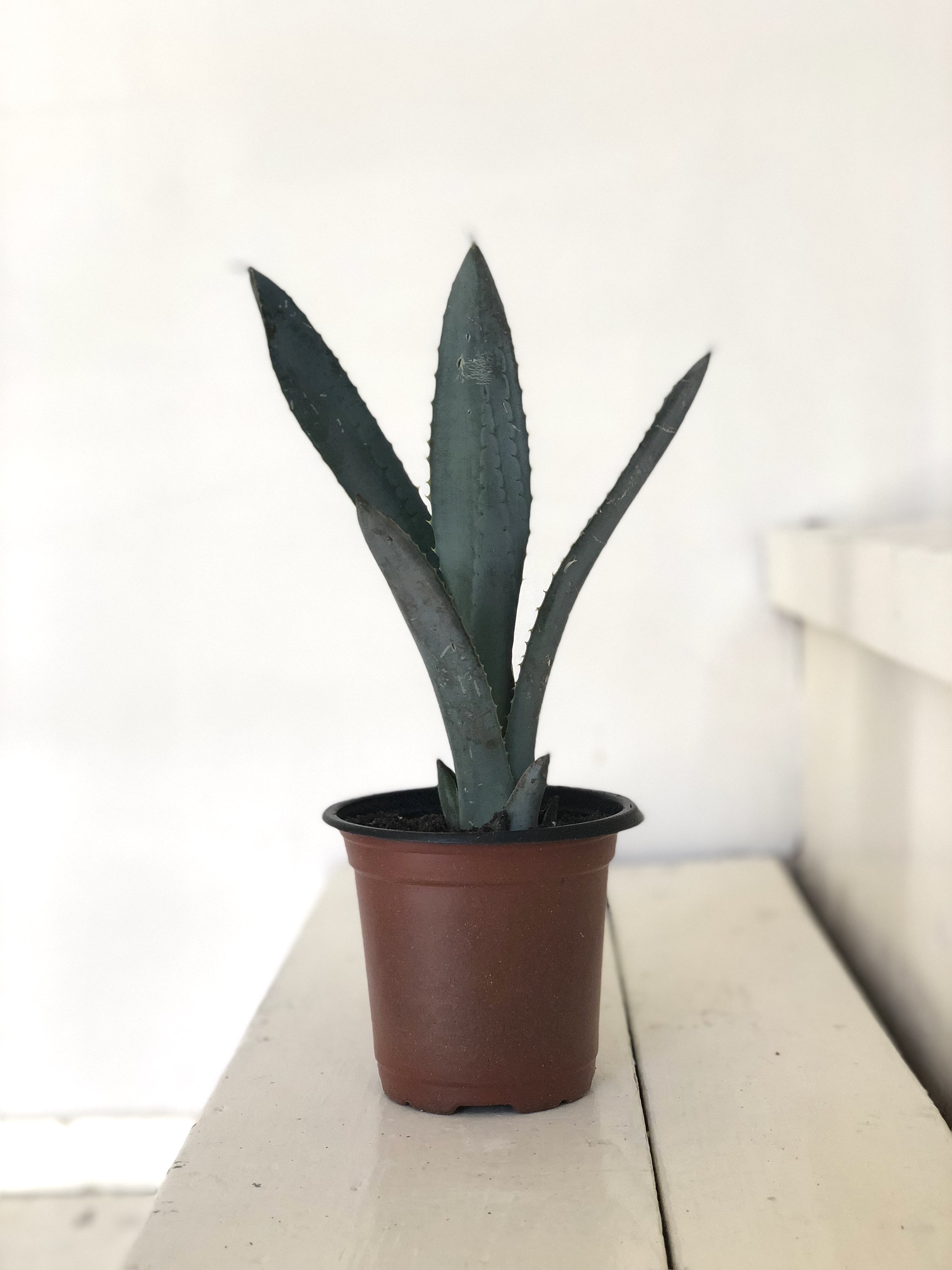 Real Agave Azul Plant Agave Tequilana Imported from Mexico | Etsy