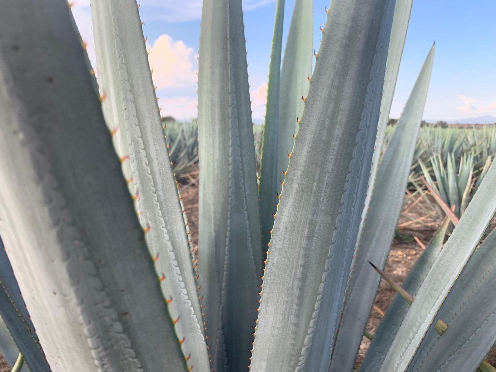 Real Agave Azul Plant Agave Tequilana Imported from Mexico | Etsy