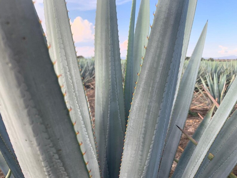 Real Agave Azul Plant Agave Tequilana Imported from Mexico | Etsy
