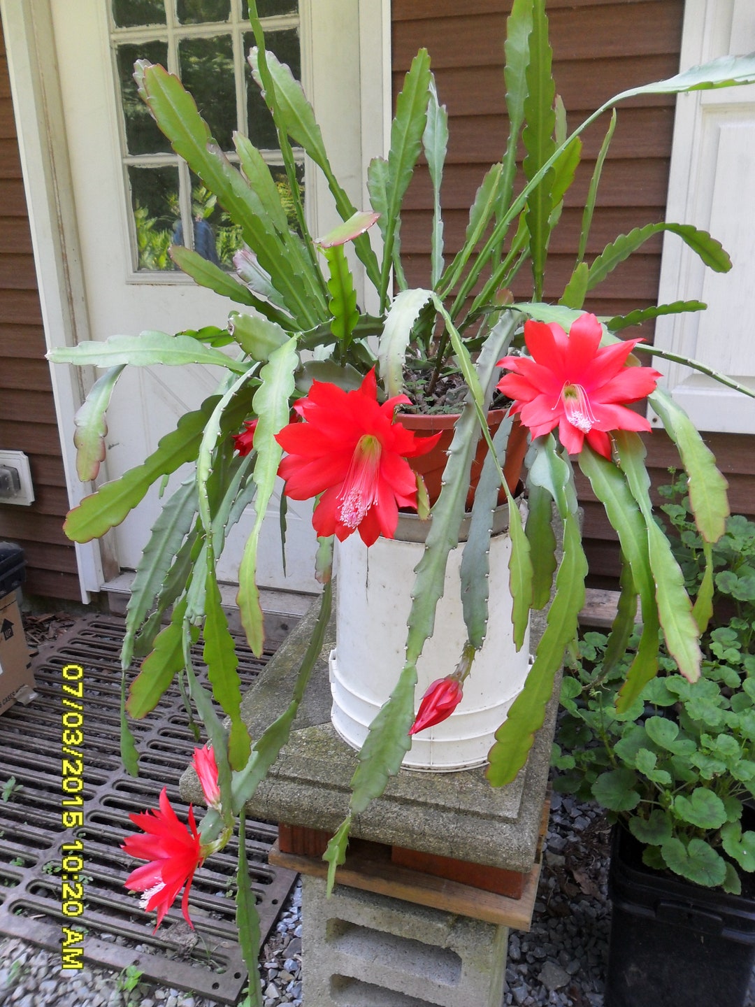 4 --- Great Uncle Franks Red Cactus Aka Epiphyllum or Orchid Cactus ...