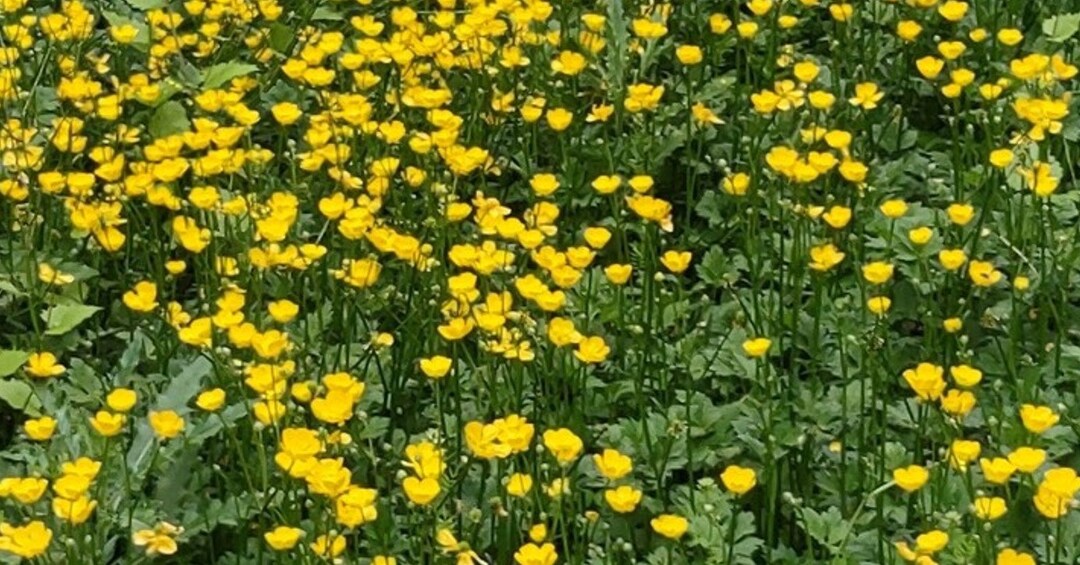 Native BUTTERCUP PLANTS for Naturalizing and Container Growing ...