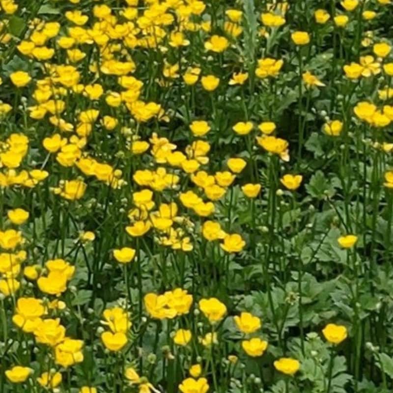 Buttercup - Etsy