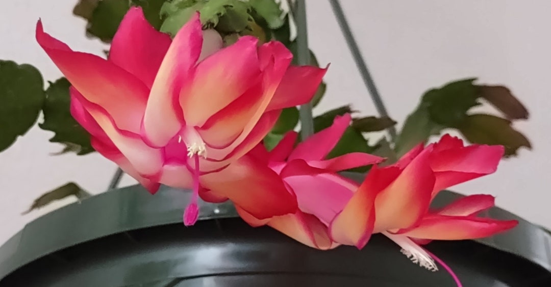 Thanksgiving Cactus ... 1 -- SAMBA BRAZIL Schlumbergera Truncata a Fine ...