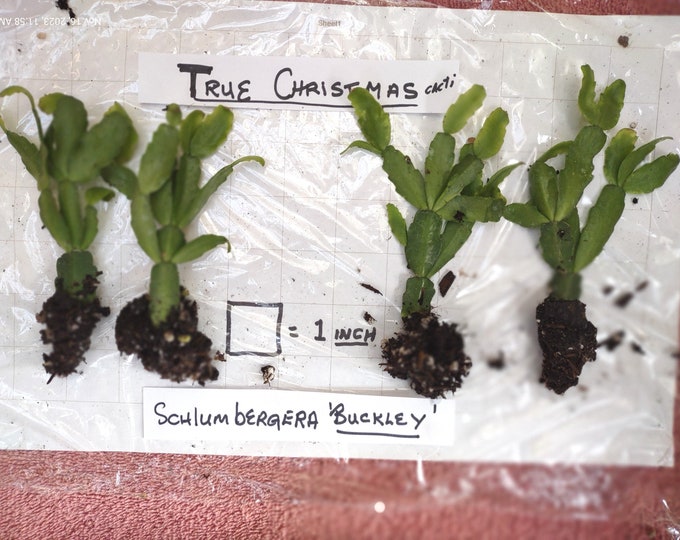 True Christmas Cactus - Etsy