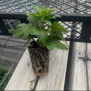 2 two FALL MUMS Starter Plants ... Your Choice of Colors or Mix and ...