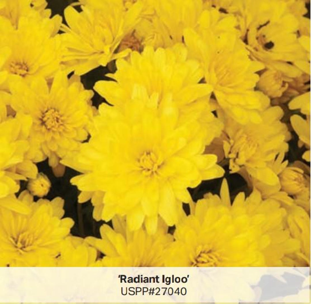 Chrysanthums Cold Hardy IGLOO Mum Starter Plants 6 of Your Color Choice ...