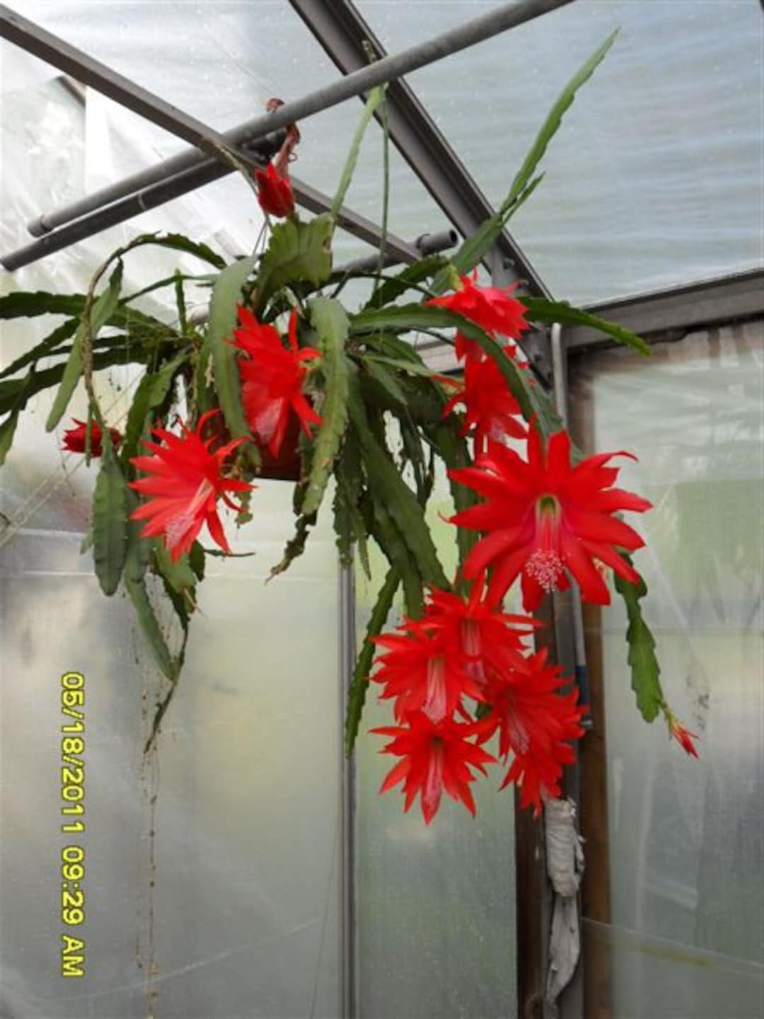Red Orchid Cactus Disocactus Ackermannii 6 Fresh Cut Ready - Etsy