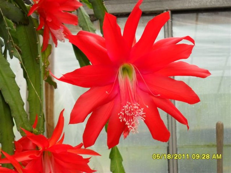 Red Orchid Cactus - Disocactus Ackermannii - 3 -- Fresh Cut Ready to ...